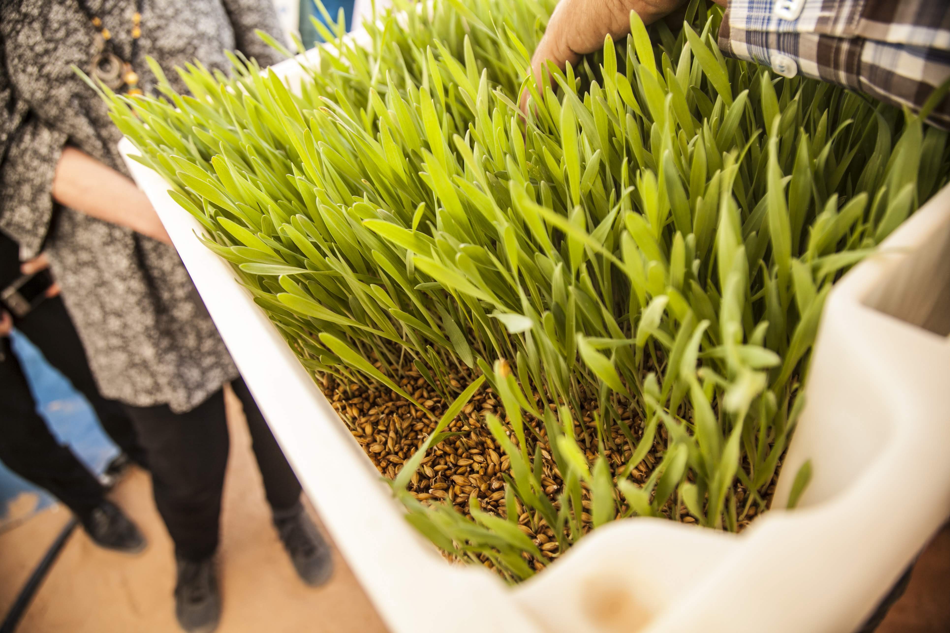 How I grew barley in the desert | World Food Programme