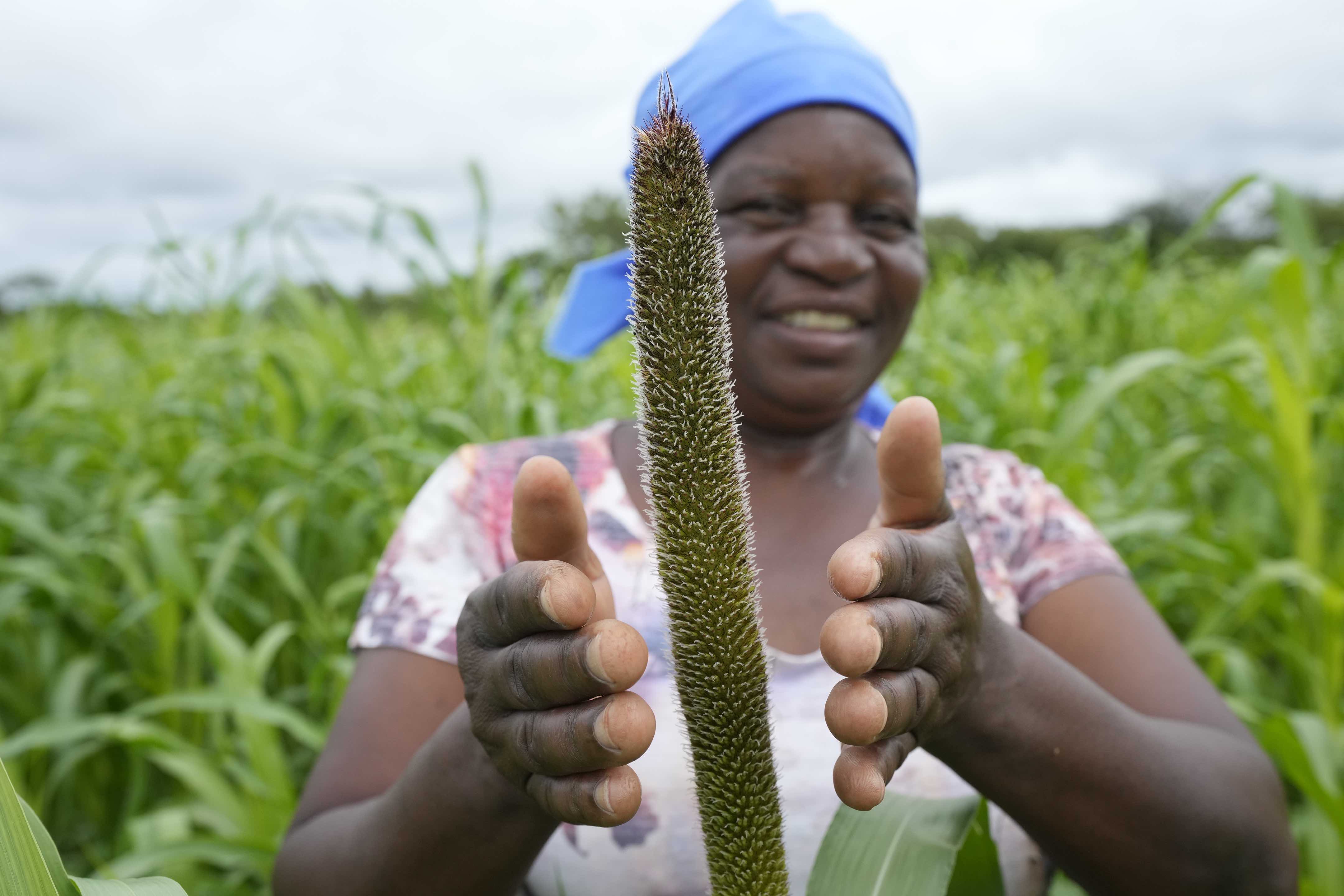 Horticulture Farming In Zimbabwe
