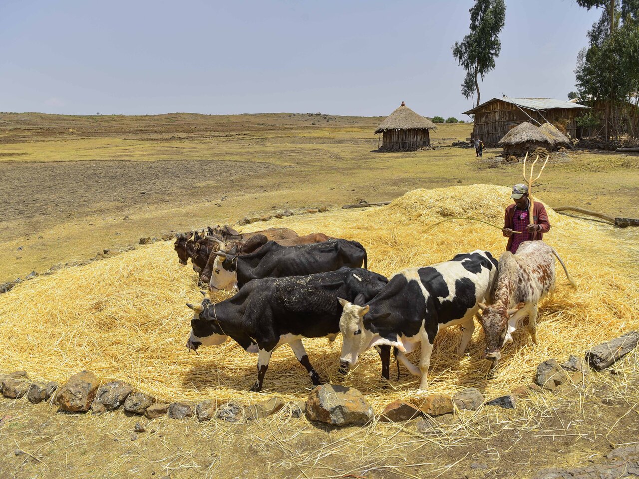 The R4 Rural Resilience Initiative | World Food Programme