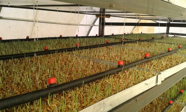 How I grew barley in the desert | World Food Programme