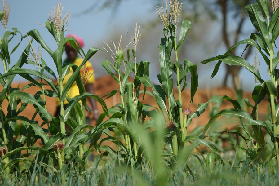 Sahel Plants