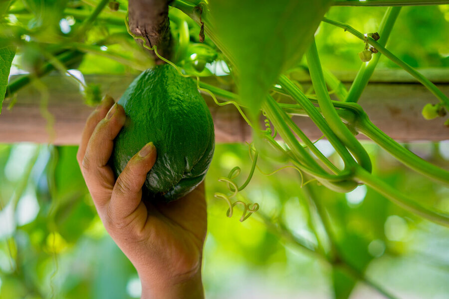 Guatemala: How WFP-supported farmers keep school learners nourished ...