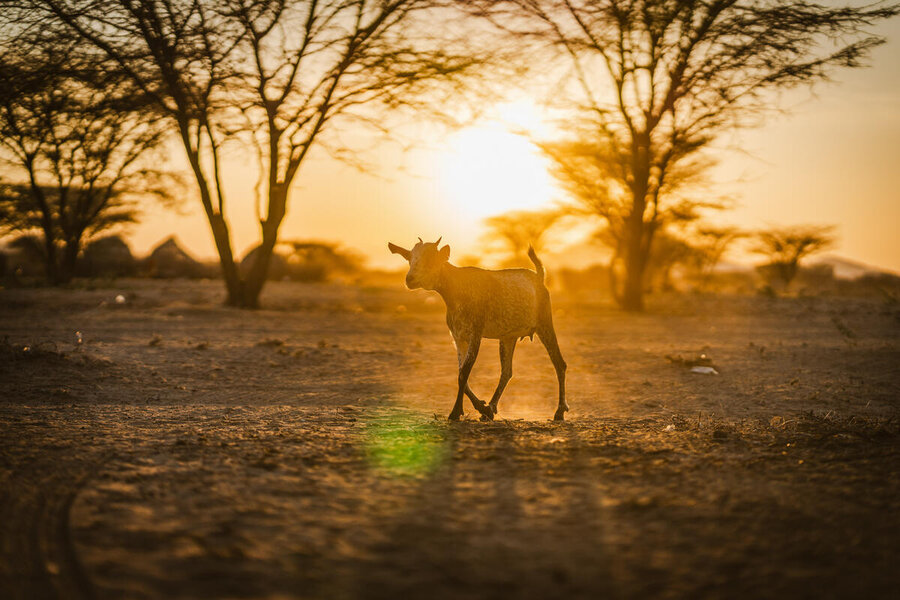 Kenya: How a farmer living with disabilities hatched a plan for growing ...