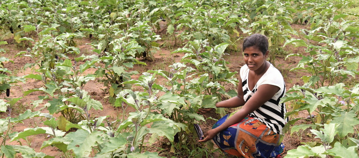 Sri Lanka | World Food Programme