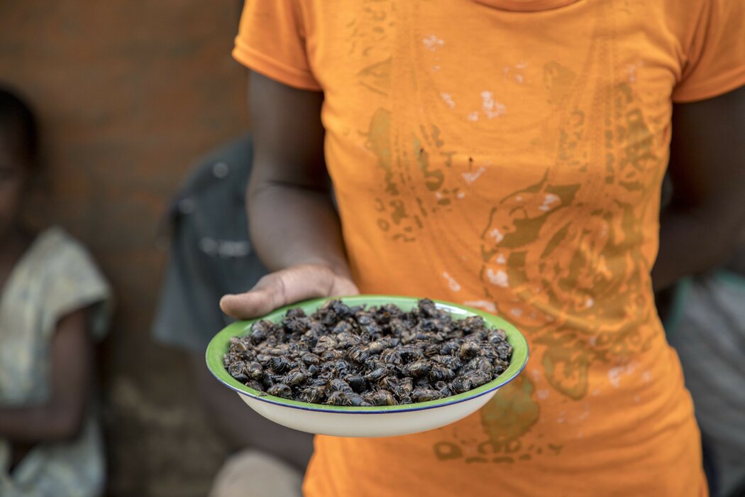 Zimbabwe in the grip of hunger | World Food Programme