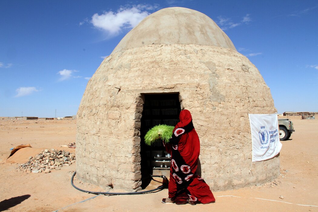 How I grew barley in the desert | World Food Programme