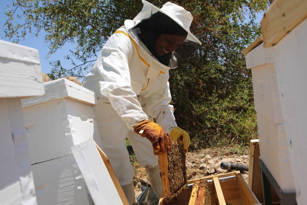 Plan bee in Palestine: Honey sweetens prospects for farmers | World ...